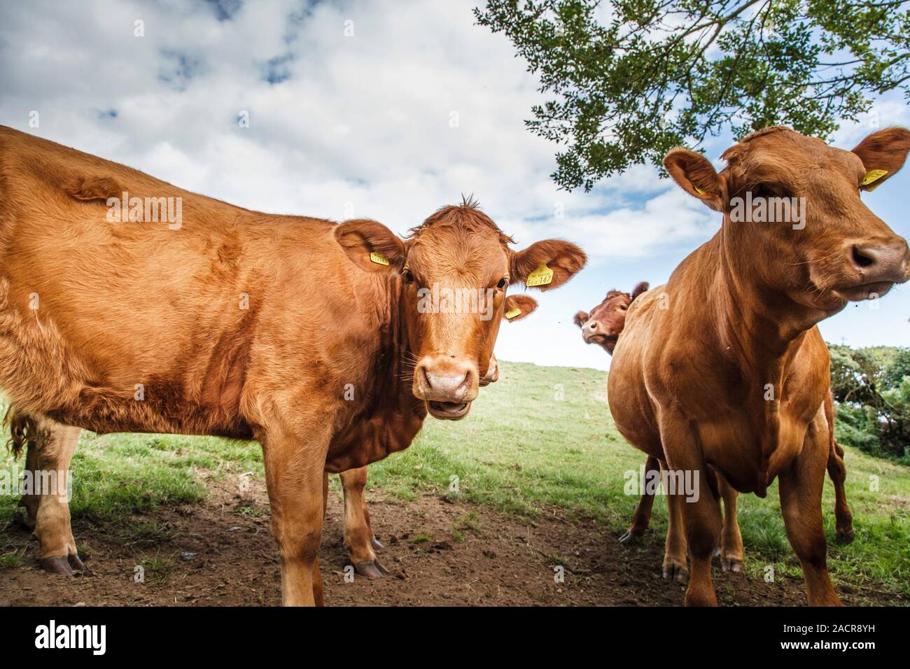 South Devon cattle are said to be the largest of the British native ...