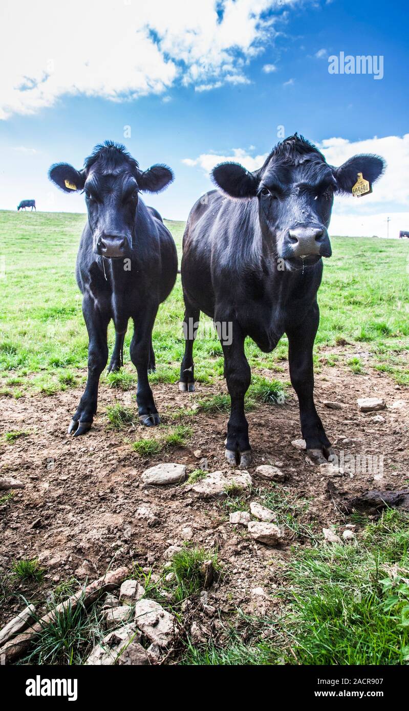 Black cows in a farmers field in South Devon Stock Photo - Alamy
