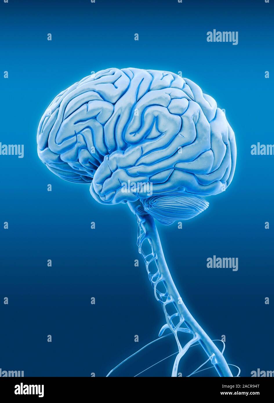 Central nervous system, computer artwork Stock Photo - Alamy