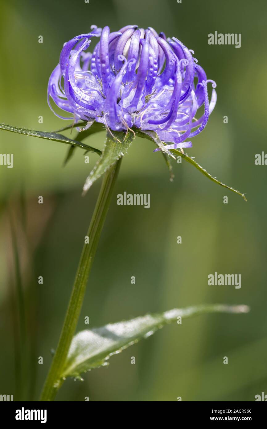 round-headed rampion, Phyteuma orbiculare Stock Photo - Alamy
