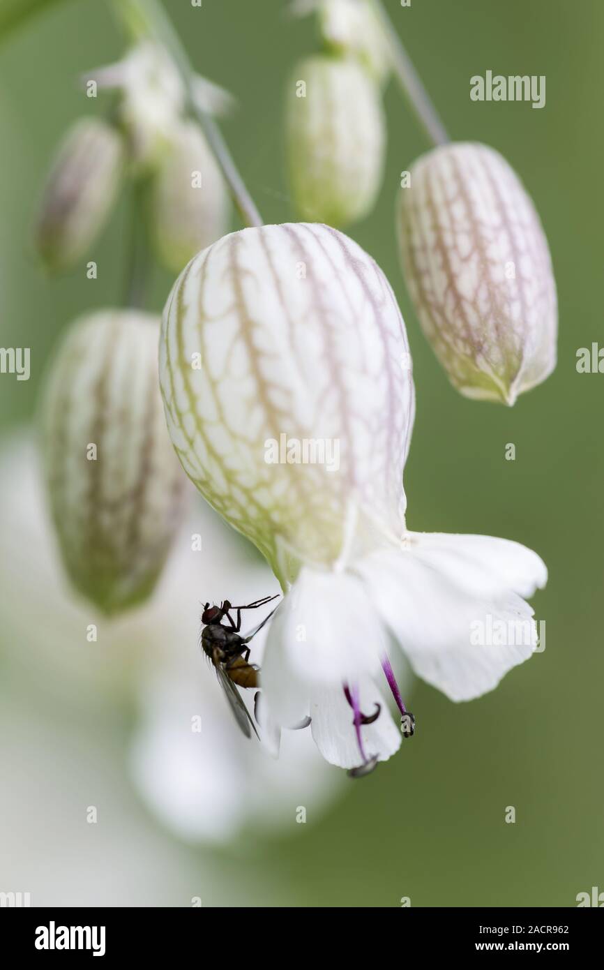bladder campion, Silene vulgaris, Silene cucubalus, alpine flower ...
