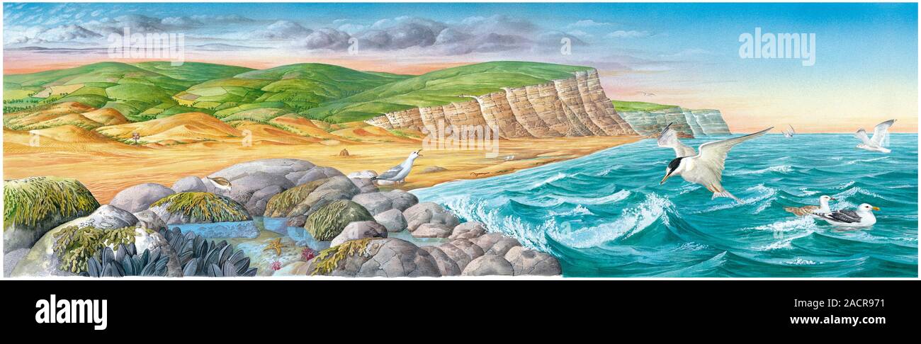 Coastal geography. Artwork showing geographical and ecological features ...