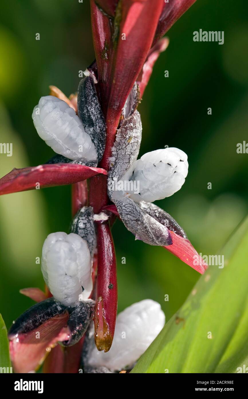 Ginger (Cautleya spicata 'Robusta') in flower Stock Photo - Alamy