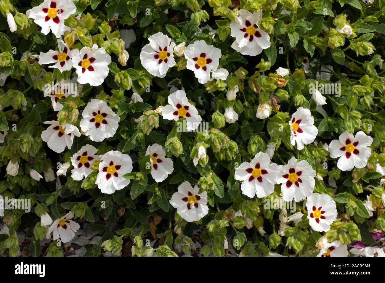Rock Rose (Cistus x cyprius), also known as Sun Rose, flowering in ...
