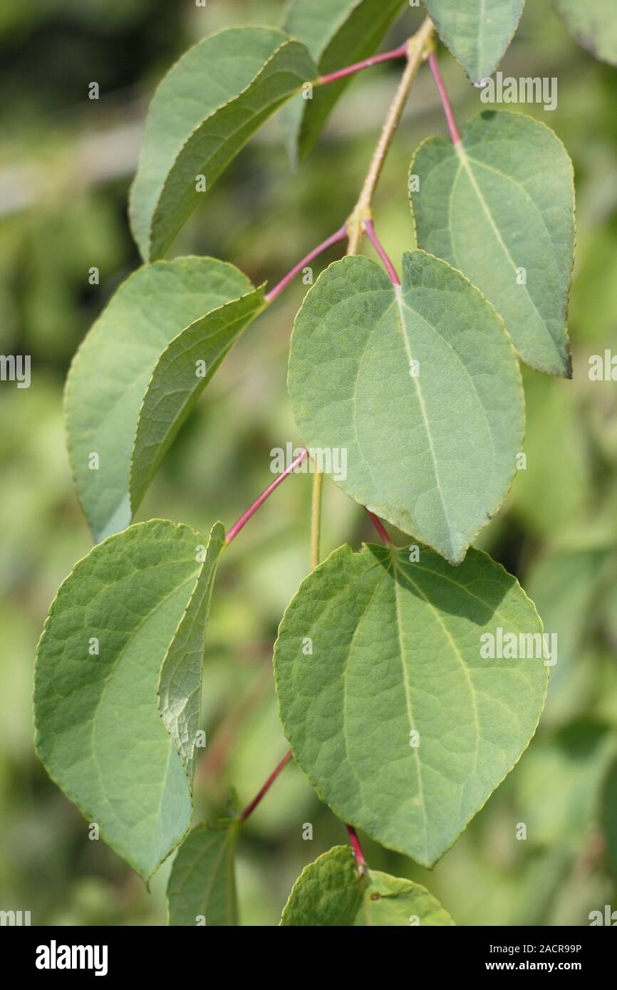 Heart shaped leaves of Cercidiphyllum japonicum pendulum - weeping ...