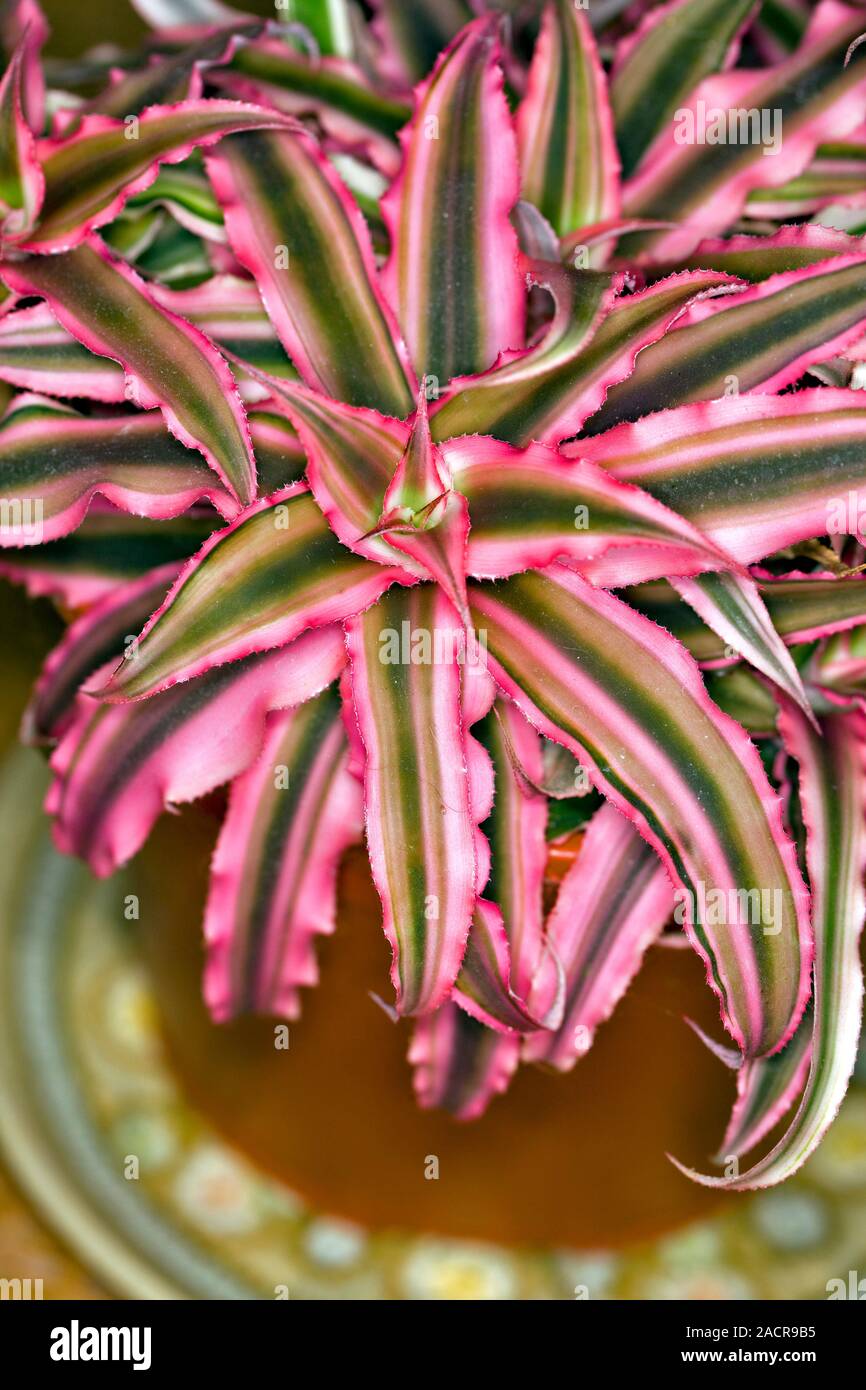 Earth Star (Cryptanthus 'Pink Starlight'), also known as Starfish Stock ...