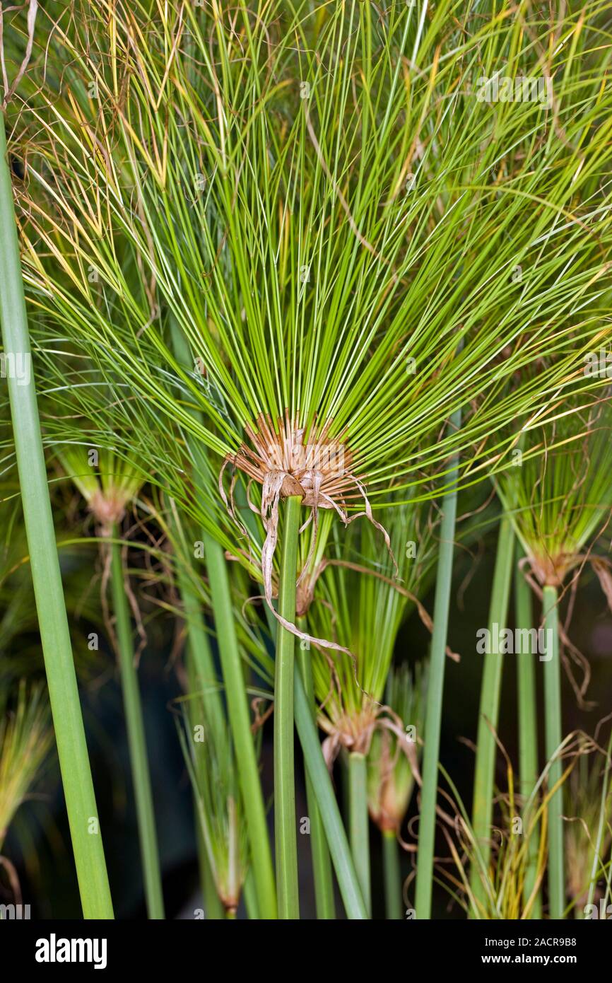 Egyptian paper rush (Cyperus papyrus Stock Photo - Alamy