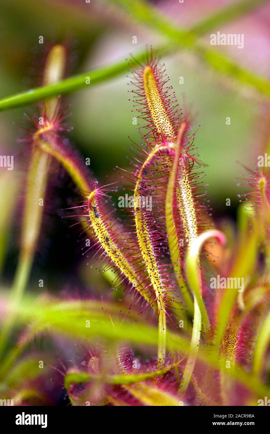 Cape Sundew (Drosera capensis). This is a carnivorous plant Stock Photo ...