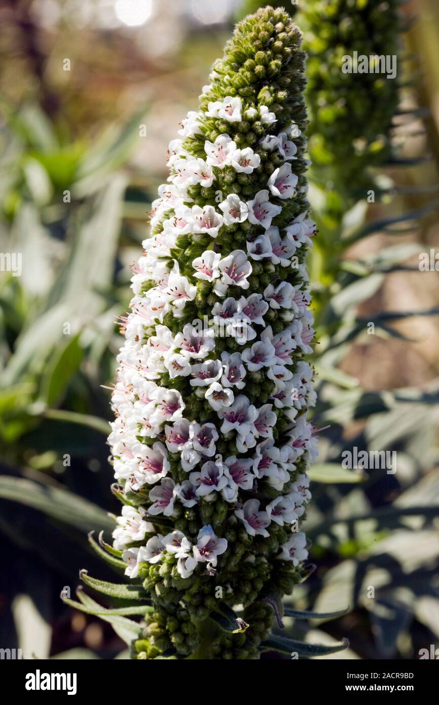 Pride of Madeira (Echium candicans) in flower Stock Photo - Alamy