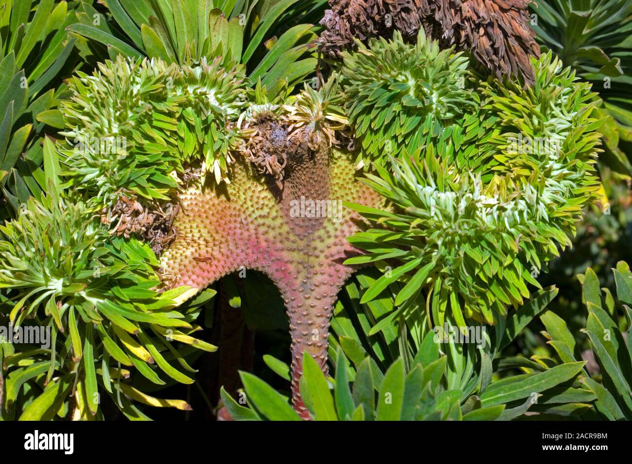 Spurge (Euphorbia characias) showing the flattened fasciated stem and ...