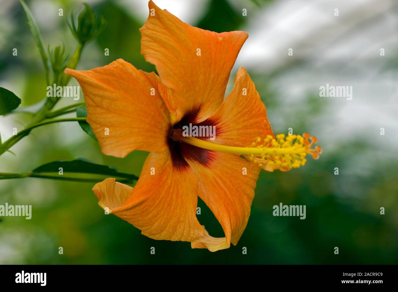 Single flower of Hibiscus sp Stock Photo - Alamy