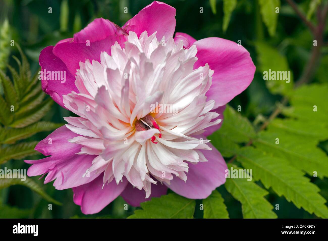 Single Peony (Paeonia sp.) in flower Stock Photo - Alamy