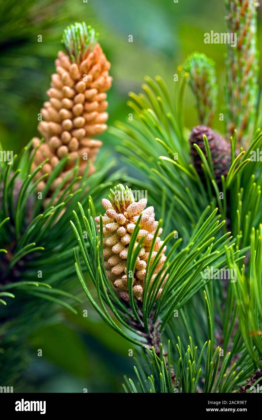Pine (Pinus sp.) with male and female cones Stock Photo - Alamy