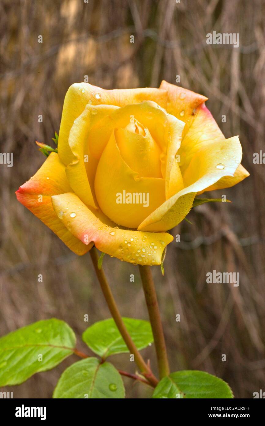 Rose (Rosa 'Arthur Bell') flowering in summer Stock Photo - Alamy