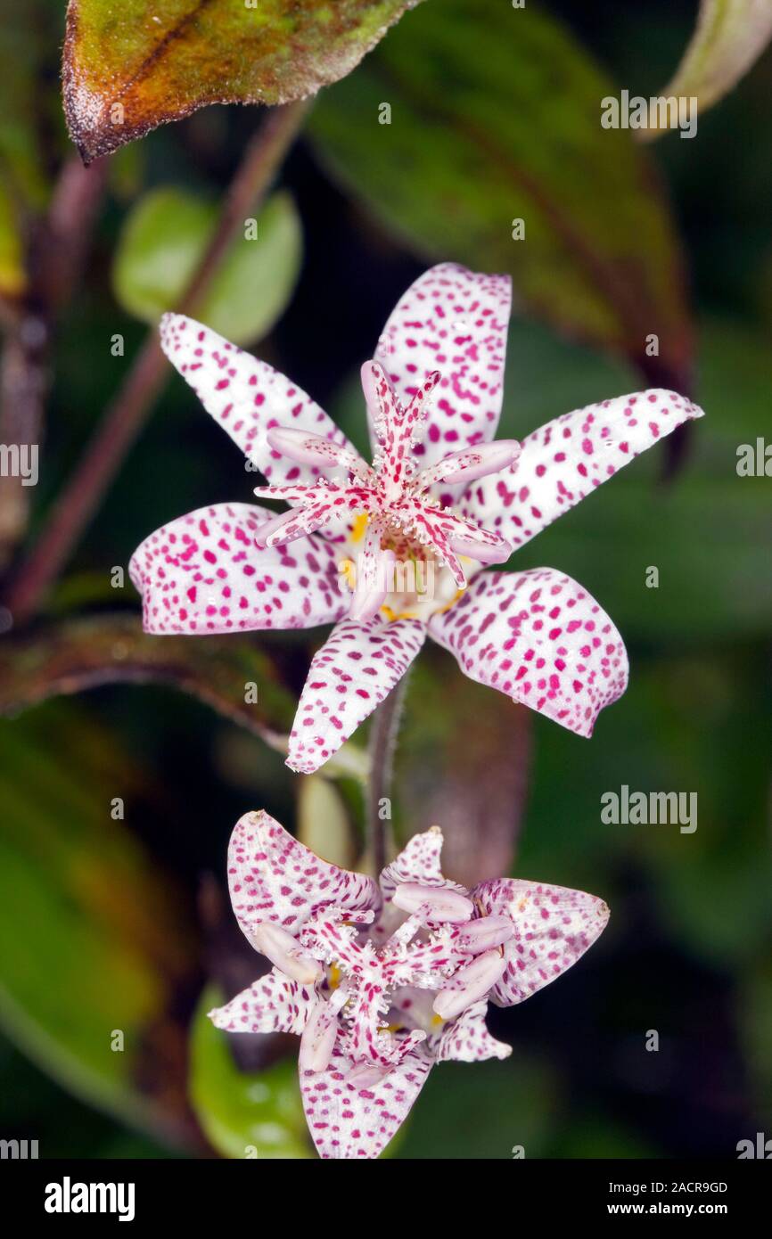 Toad Lily (Tricyrtis formosana) in flower Stock Photo - Alamy