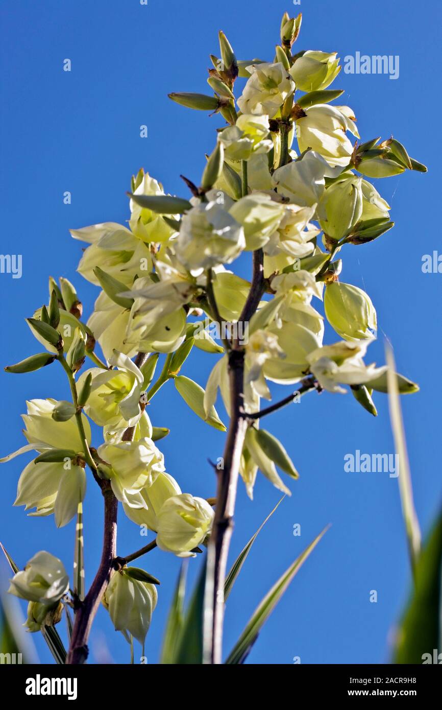 Spanish Dagger (Yucca gloriosa) flowering in summer against a blue sky ...