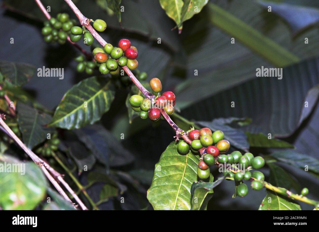 Coffee fruit ripening on a coffee plant (Coffea arabica). This is the ...