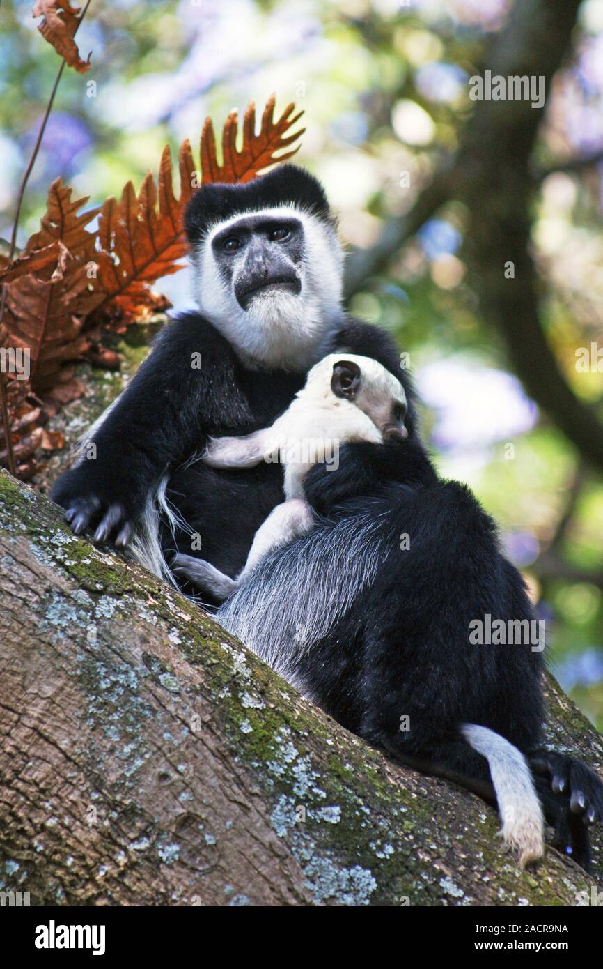 Mantled guereza (Colobus guereza) mother and baby in a wild fig tree ...