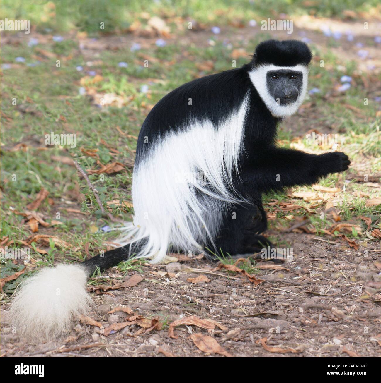 Mantled guereza (Colobus guereza) young adult in a garden searching for ...