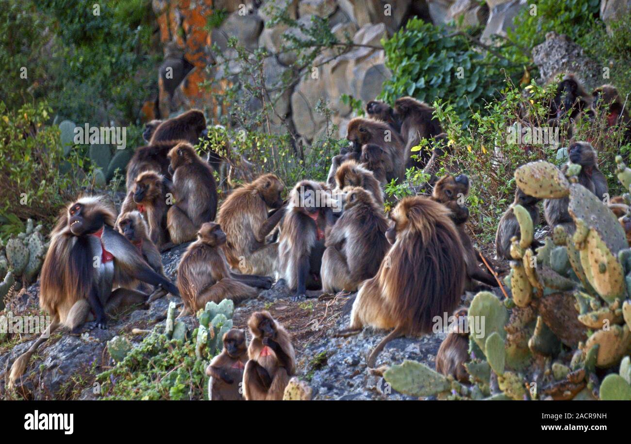 Troop of gelada baboons (Theropithecus gelada) at the bottom of a cliff ...