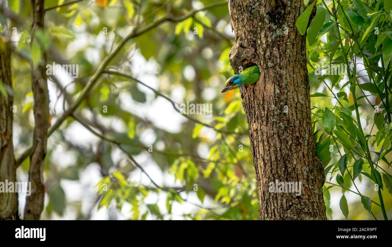 Bird inside tree hole hi-res stock photography and images - Alamy