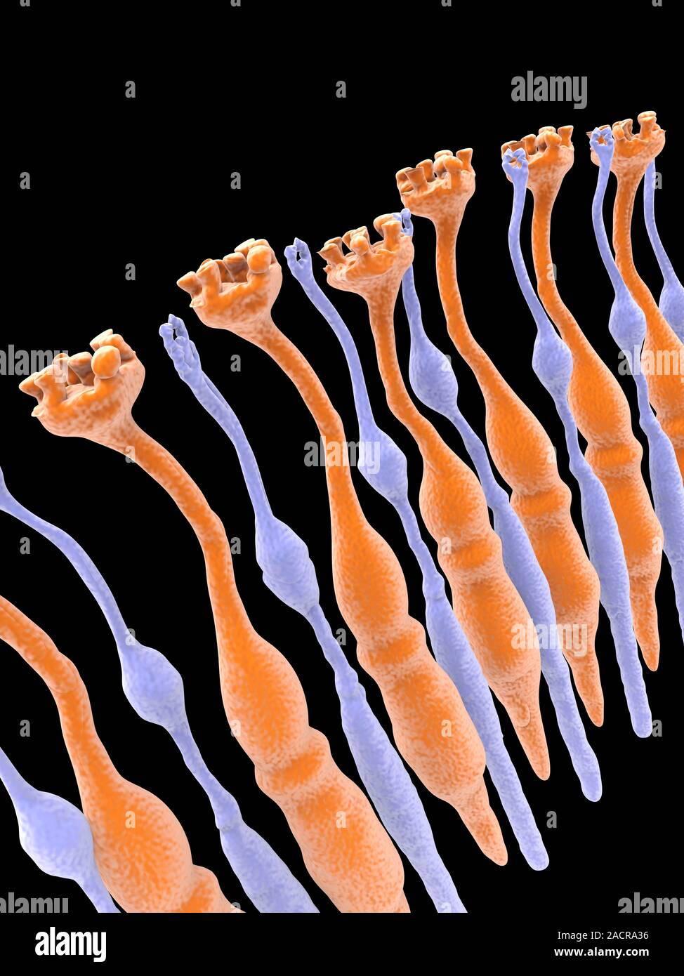 The retina, inside the eye, contains a light-sensitive membranous layer ...