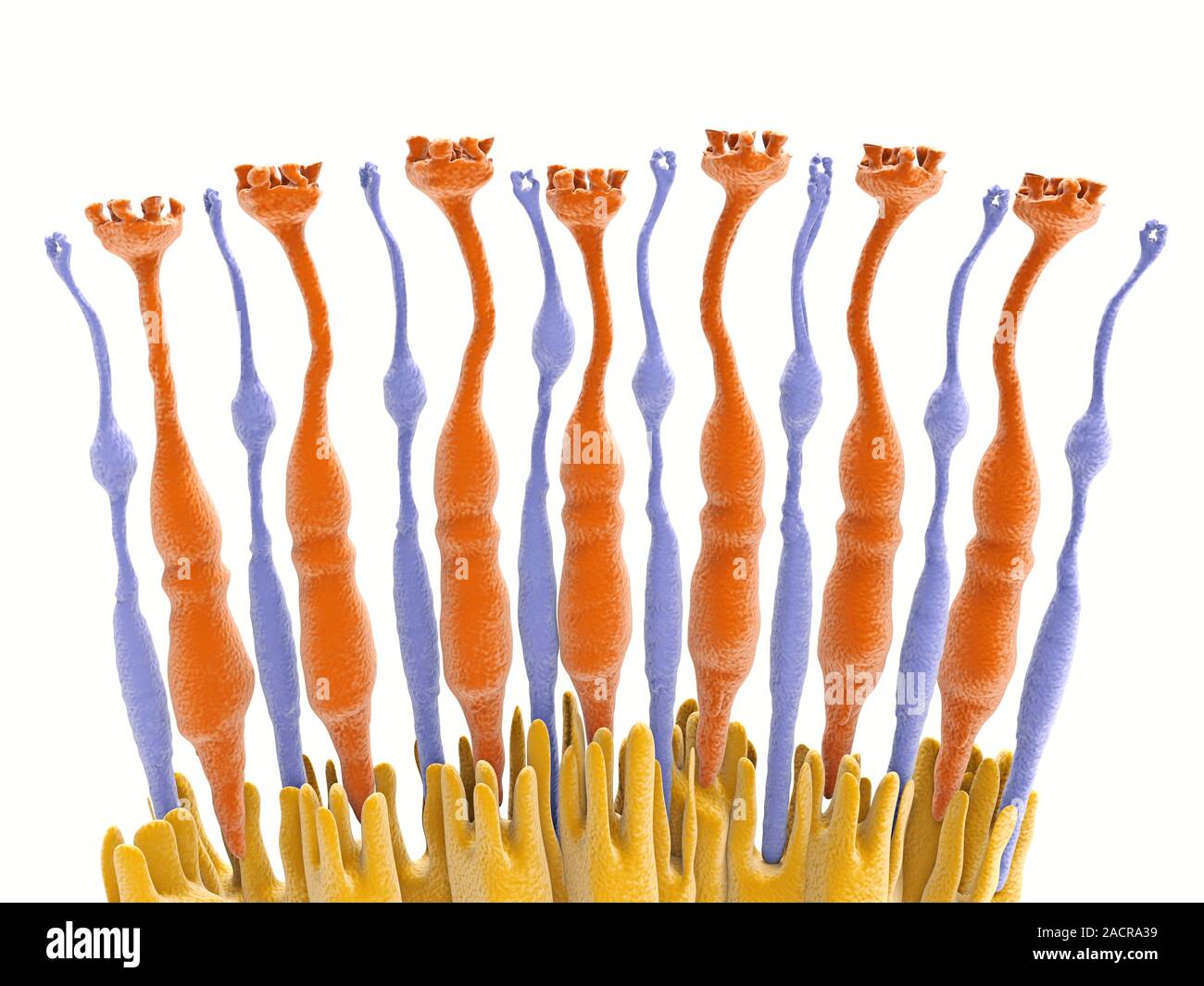 The retina, inside the eye, contains a light-sensitive membranous layer ...
