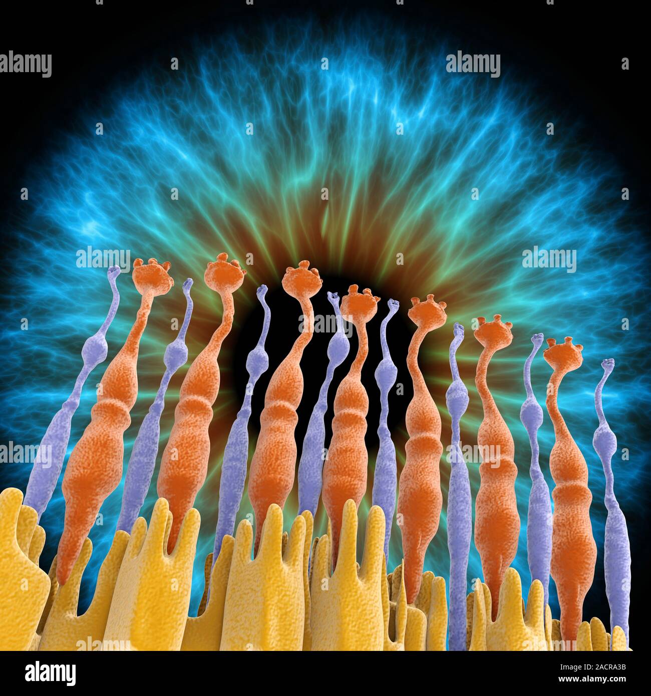 The retina, inside the eye, contains a light-sensitive membranous layer ...