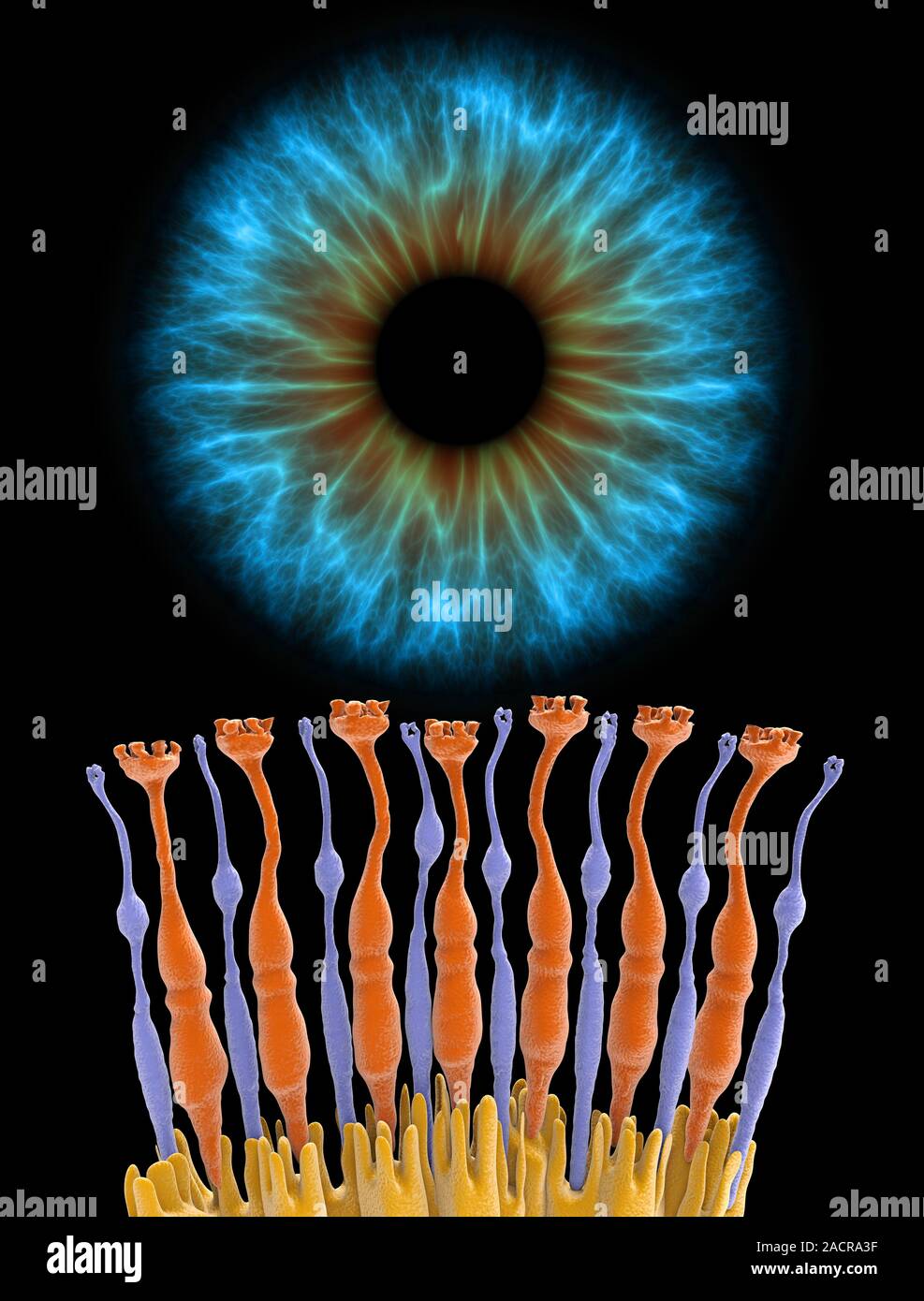 The retina, inside the eye, contains a light-sensitive membranous layer ...