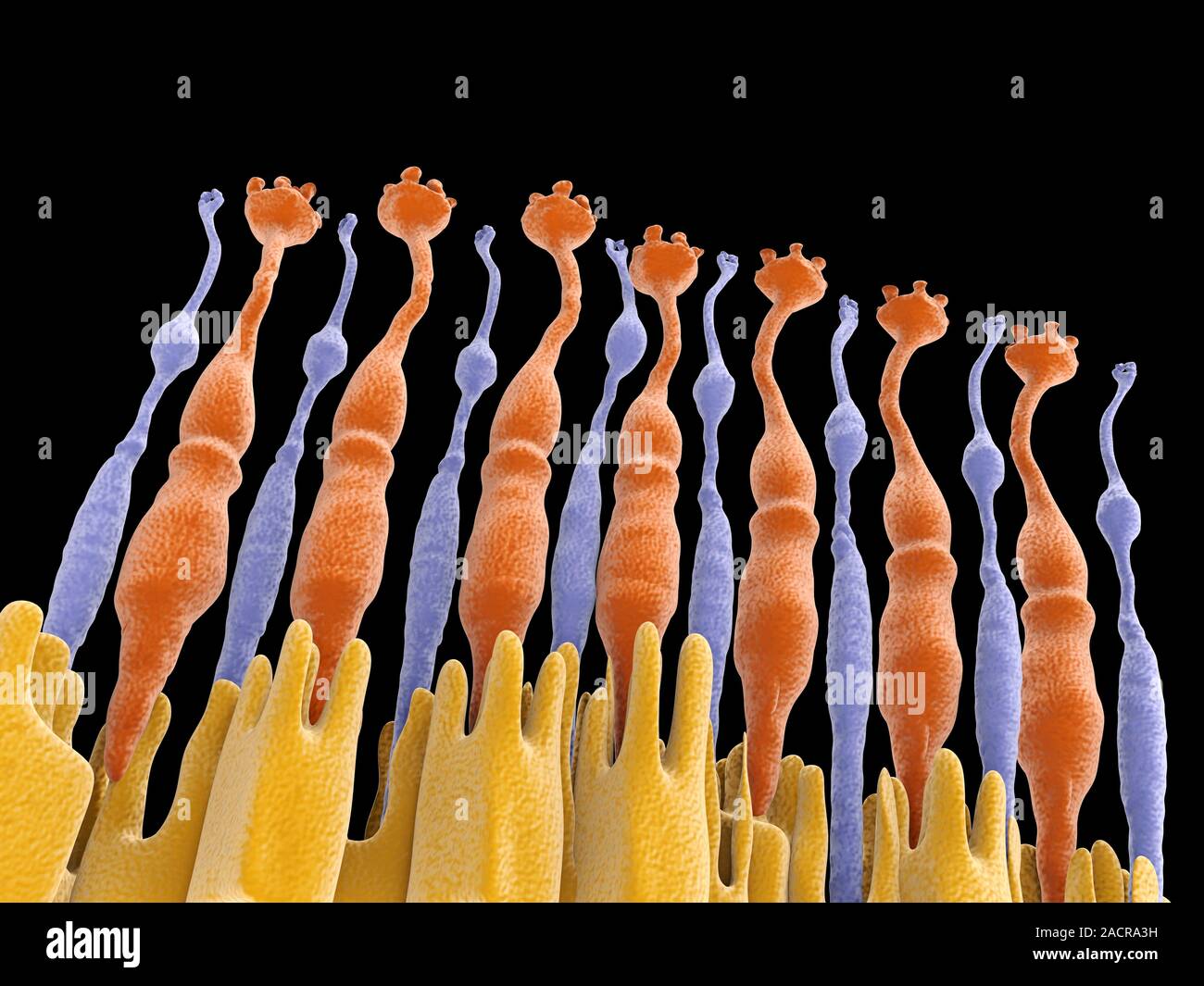 The retina, inside the eye, contains a light-sensitive membranous layer ...