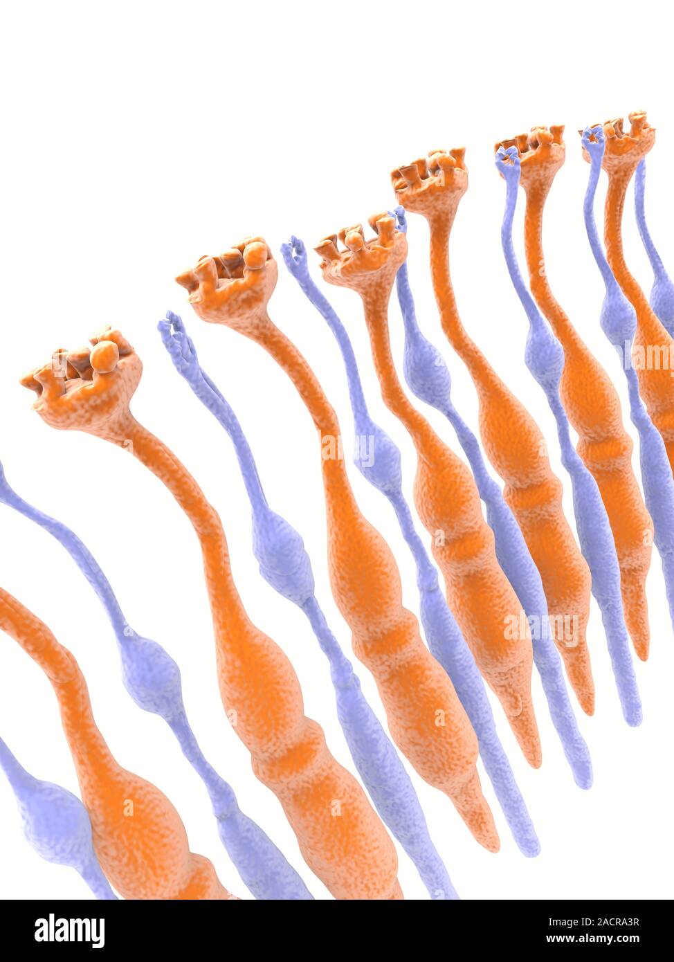 The retina, inside the eye, contains a light-sensitive membranous layer ...