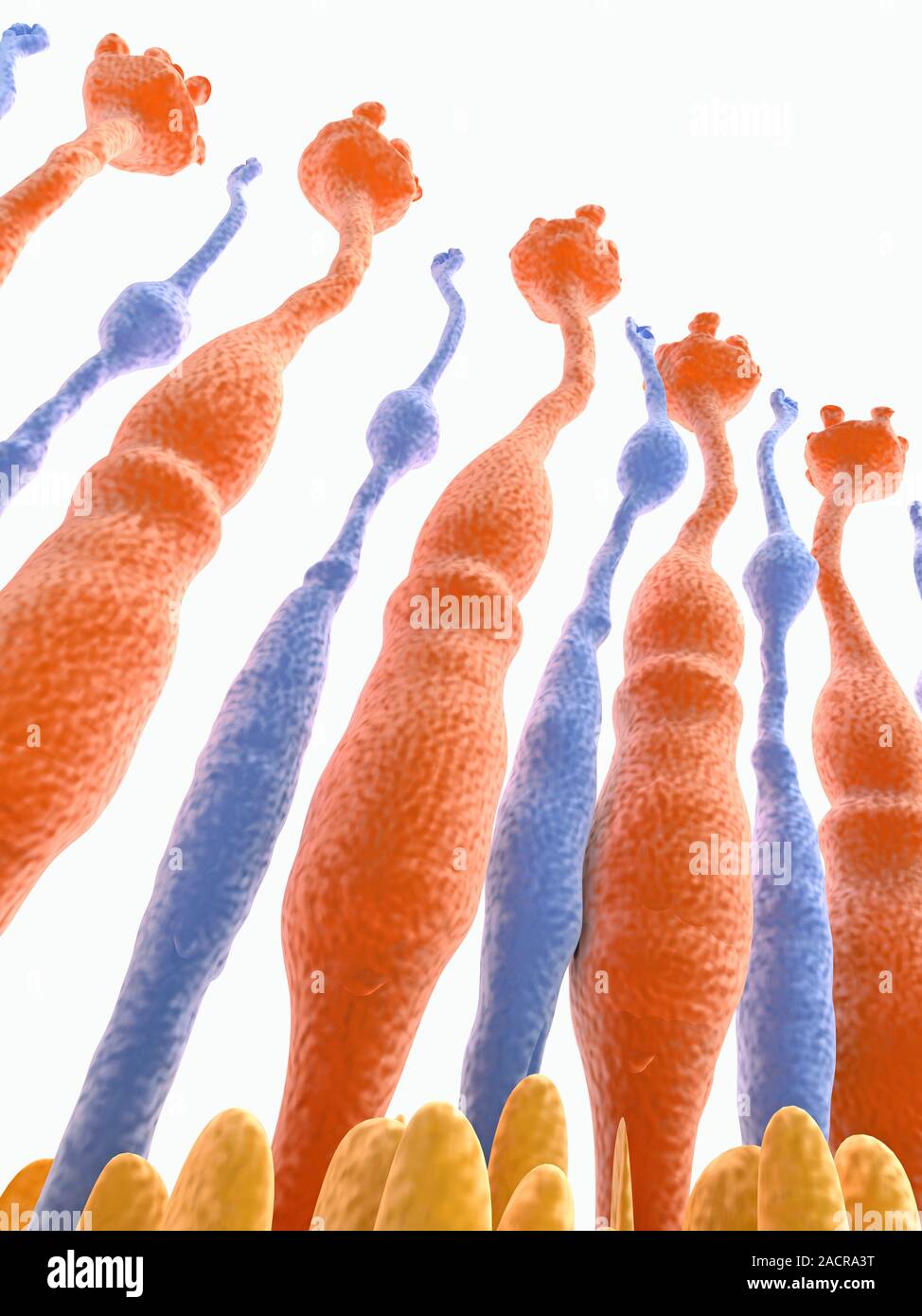 The retina, inside the eye, contains a light-sensitive membranous layer ...