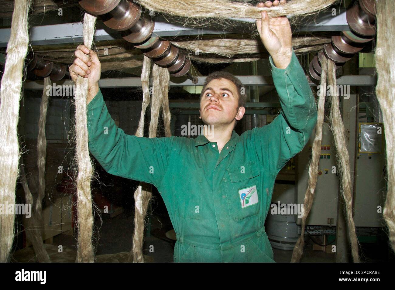 Linen manufacturing. Worker disentangling lines of hackled flax fibres ...