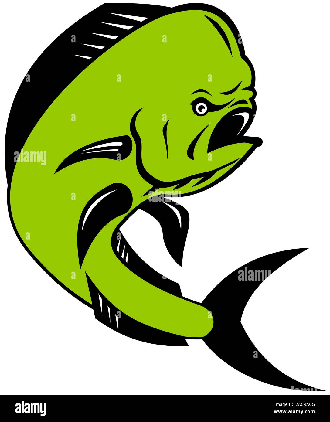 dorado dolphin fish mahi-mahi jumping Stock Photo - Alamy