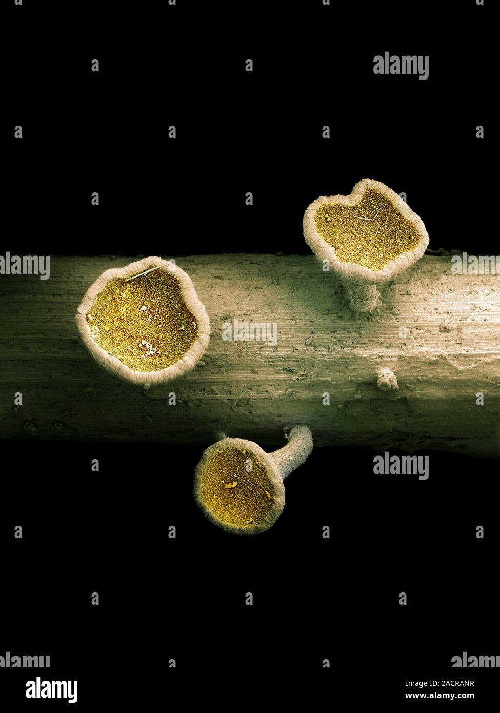 Ash dieback disease fungus. Coloured scanning electron micrograph (SEM ...