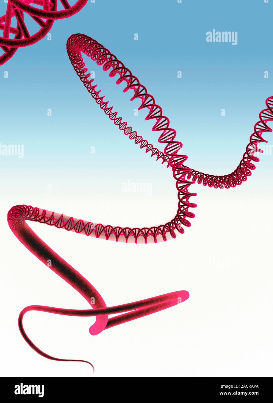 Dna Molecule Computer Artwork Showing A Double Stranded Dna Deoxyribonucleic Acid Molecule