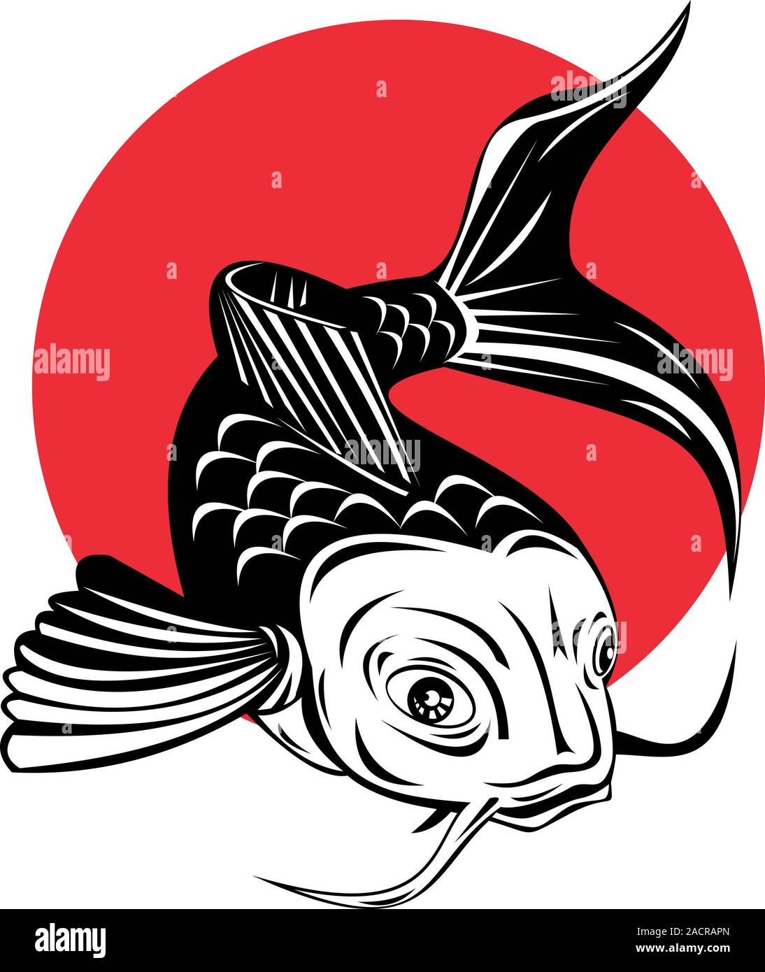 Koi Carp Fish Jumping Stock Photo - Alamy