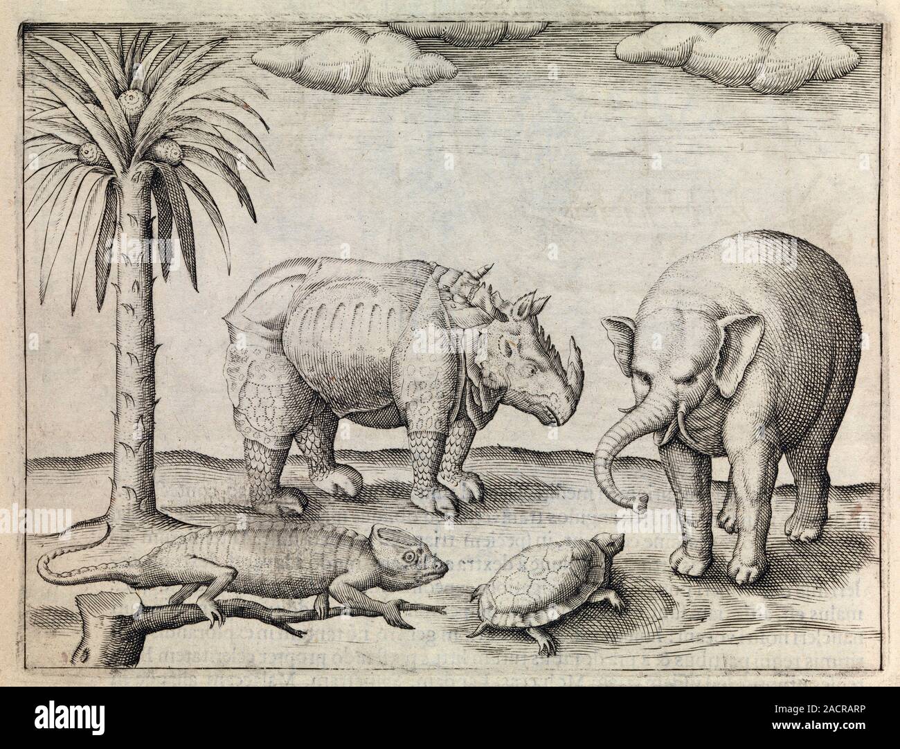 Animals of Java. 17th-century artwork of a rhinoceros, an elephant, a ...