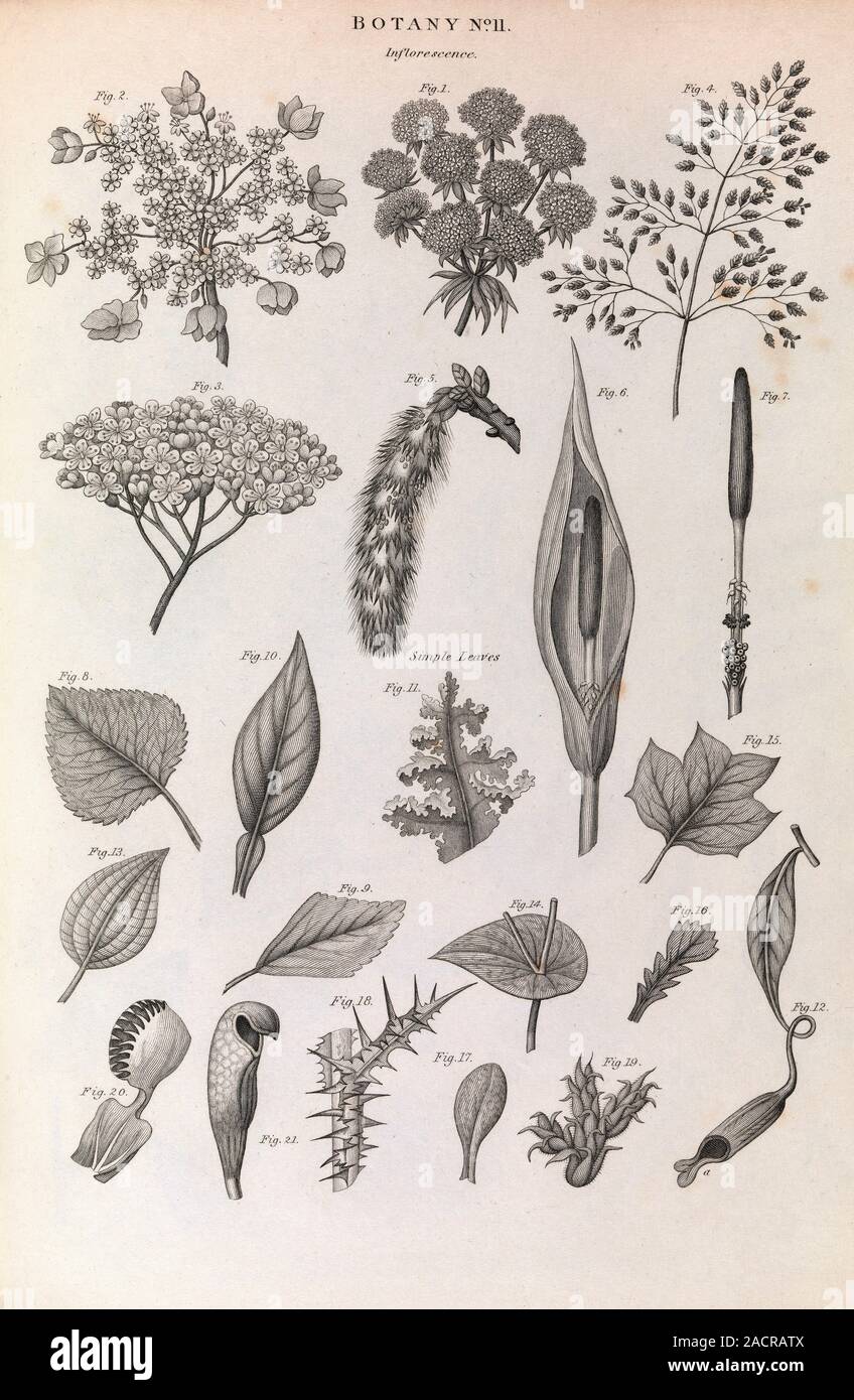 Botany illustrations, 19th century. These illustrations show ...