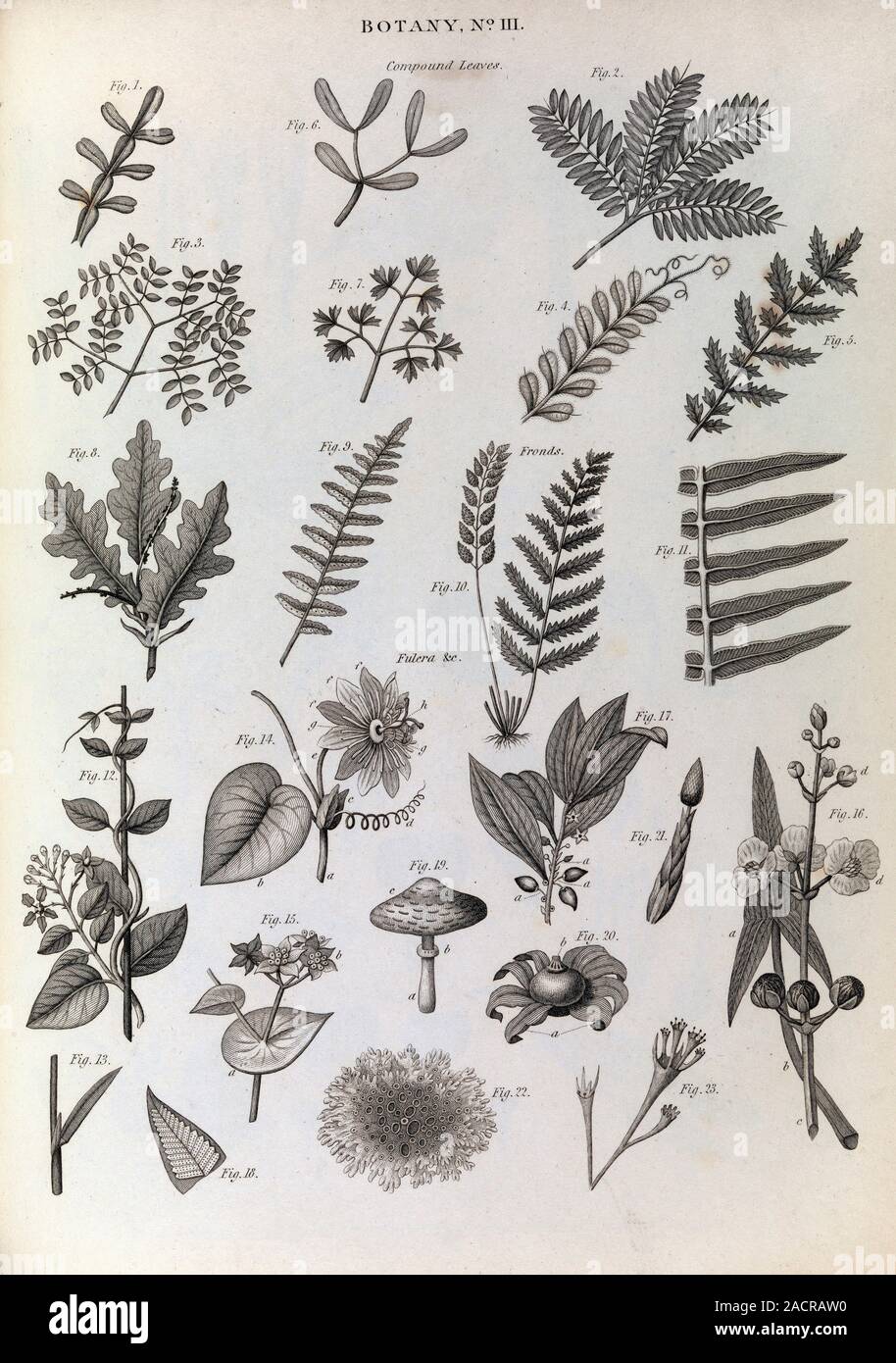 Botany illustrations, 19th century. These illustrations show compound ...