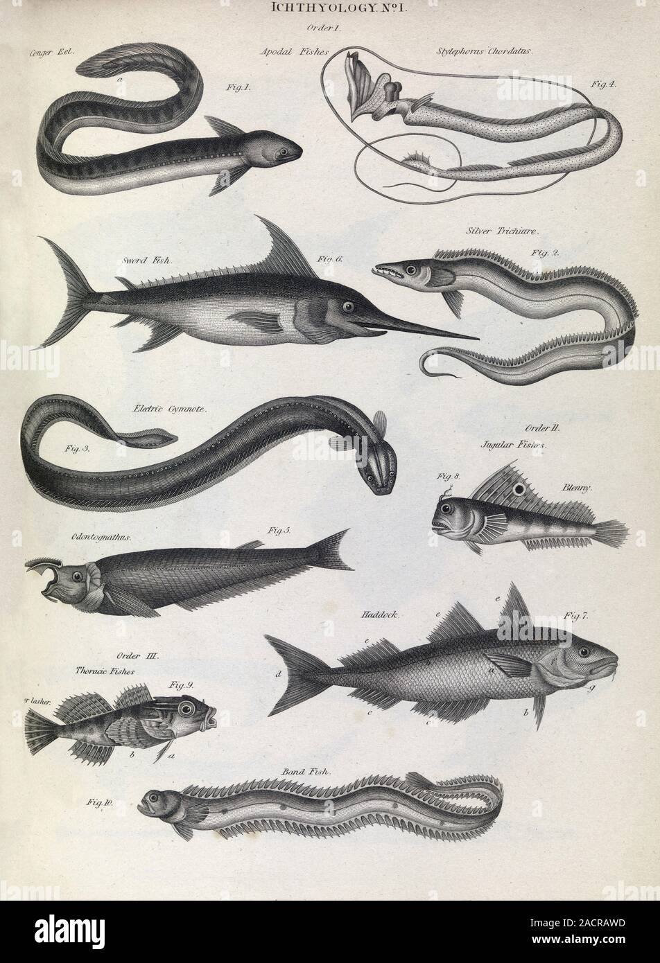 Fish illustrations, 19th century. These ten fish are (top to bottom ...
