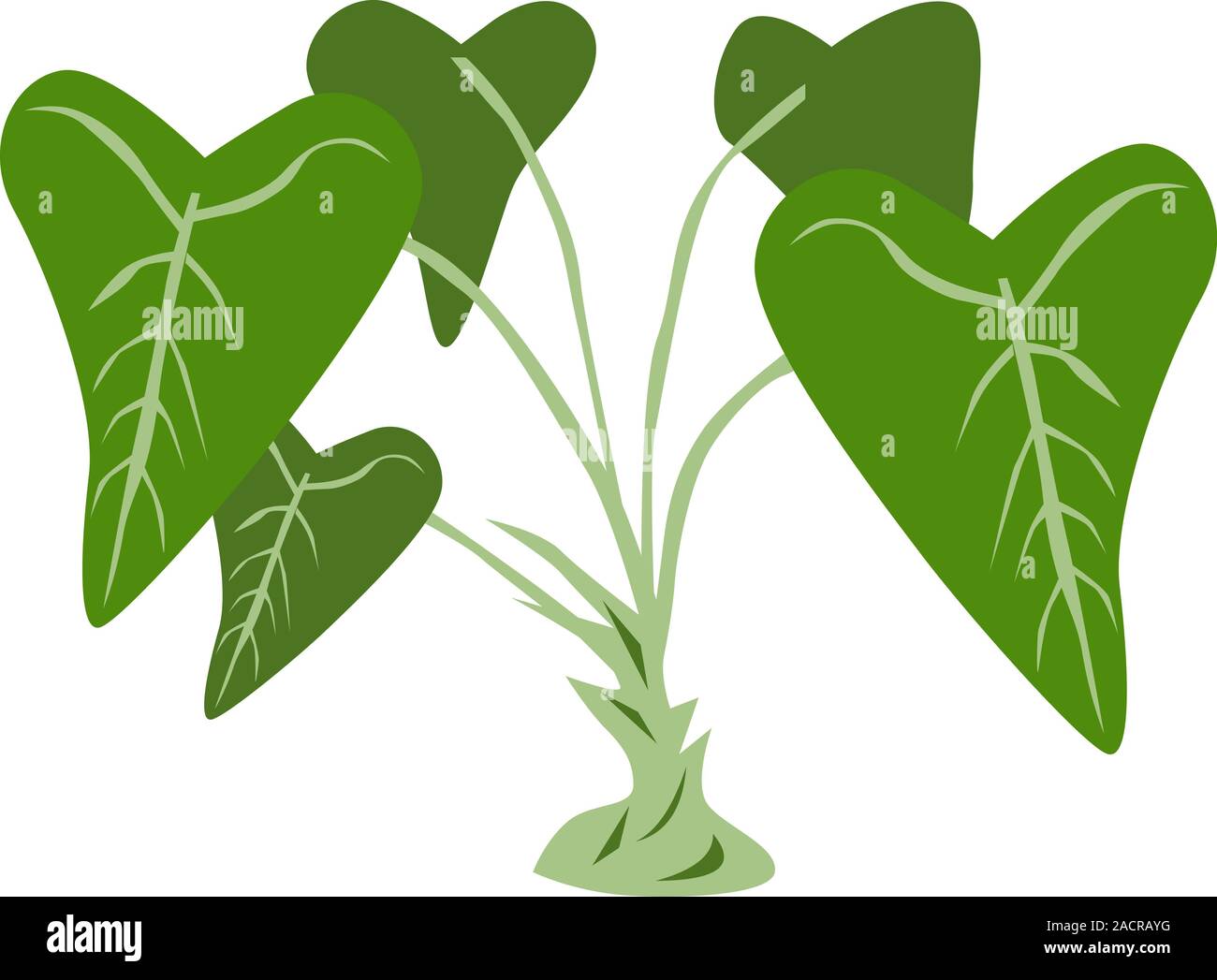 Taro stem hi-res stock photography and images - Alamy