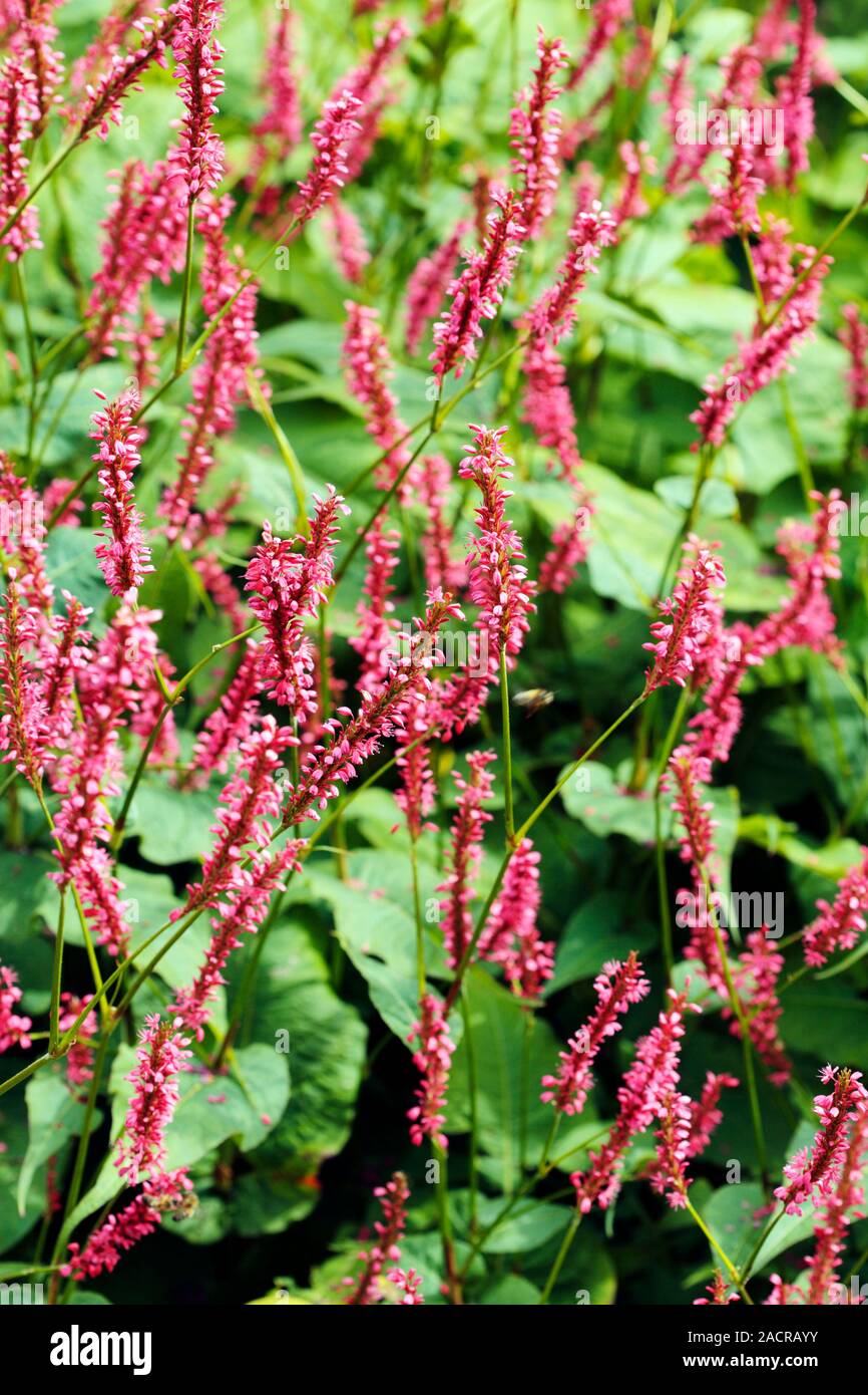 Red bistort (Persicaria amplexicaulis) in flower. Photographed in ...