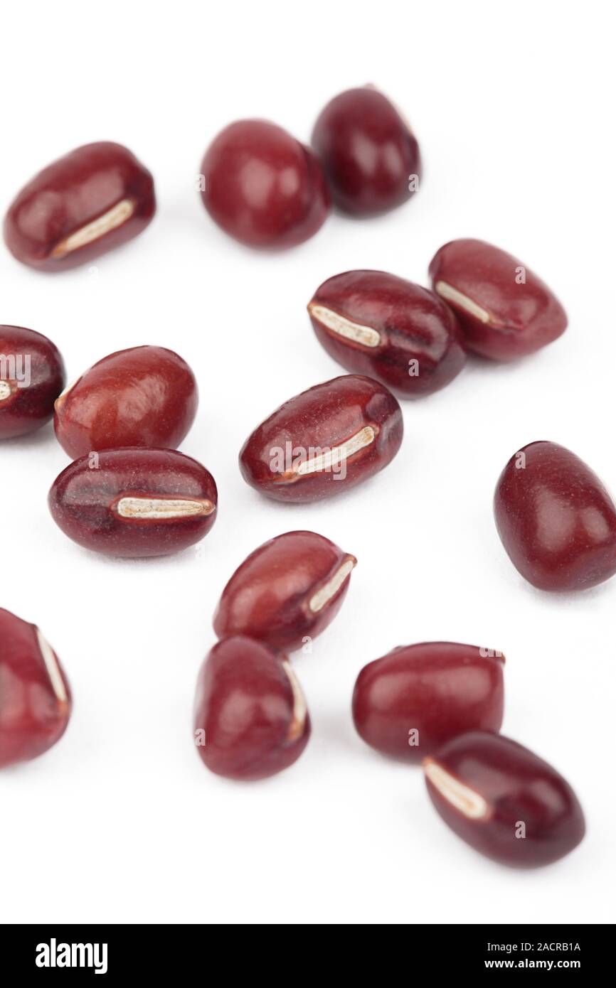 Aduki beans (Vigna angularis). These beans are high in fibre. They have ...