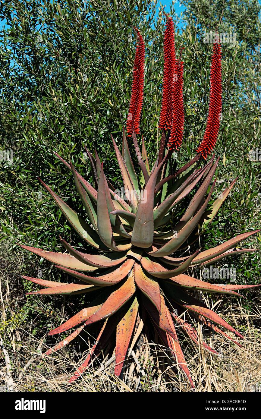 Cape aloe (Aloe ferox) in flower. Photographed in Grahamstown, Eastern ...