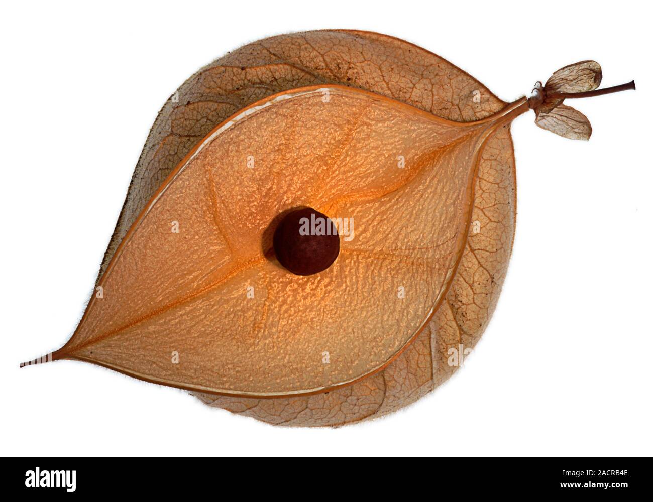 Balloon plant (Cardiospermum halicacabum) seed pod Stock Photo - Alamy