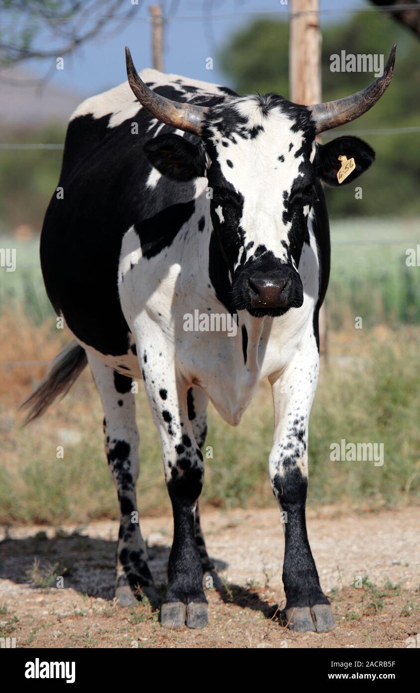 Nguni cow. Nguni cattle are indigenous to southern Africa and are a ...