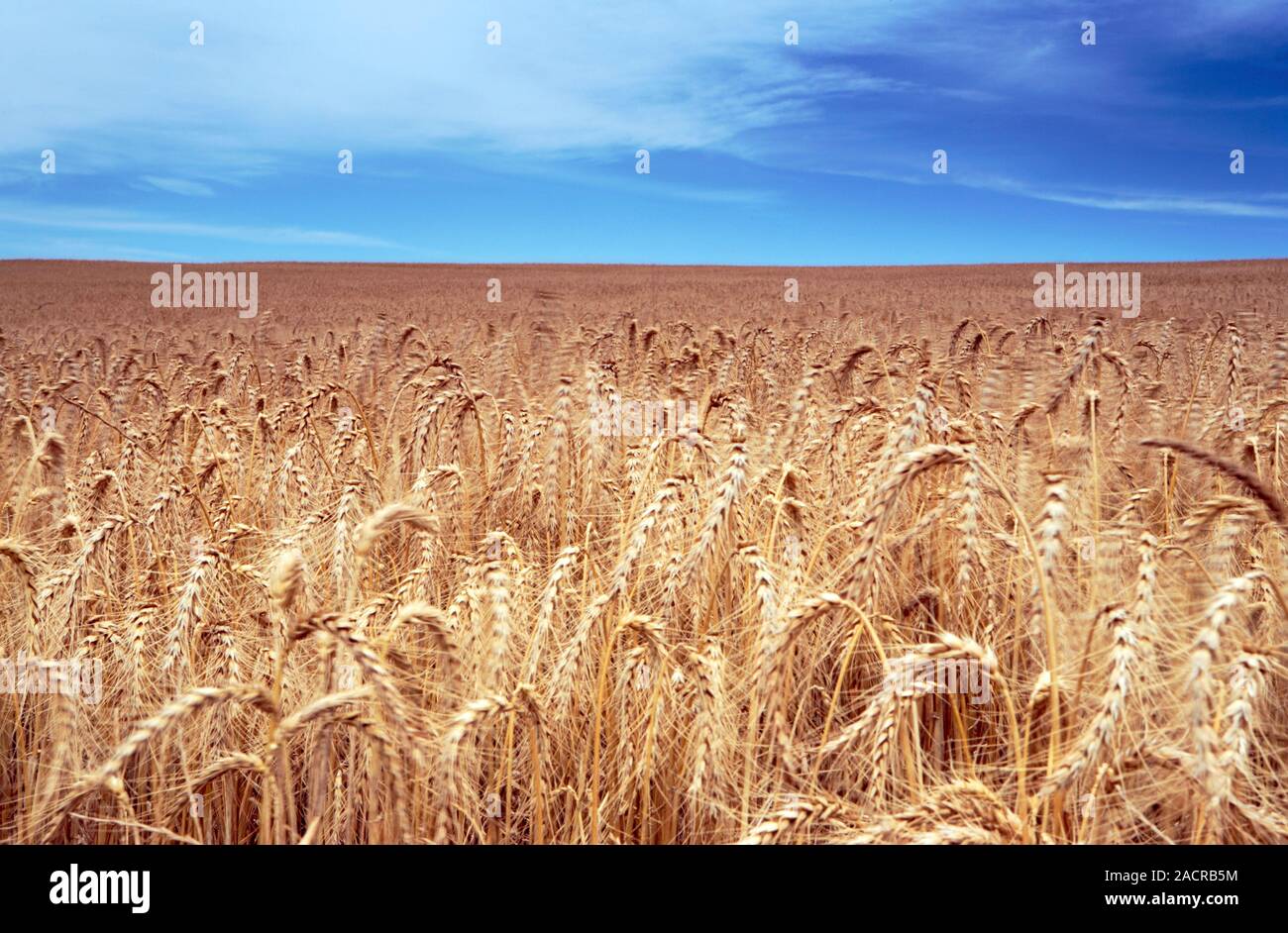 Wheat (Triticum sp.) field. Photographed in Overberg, Western Cape ...
