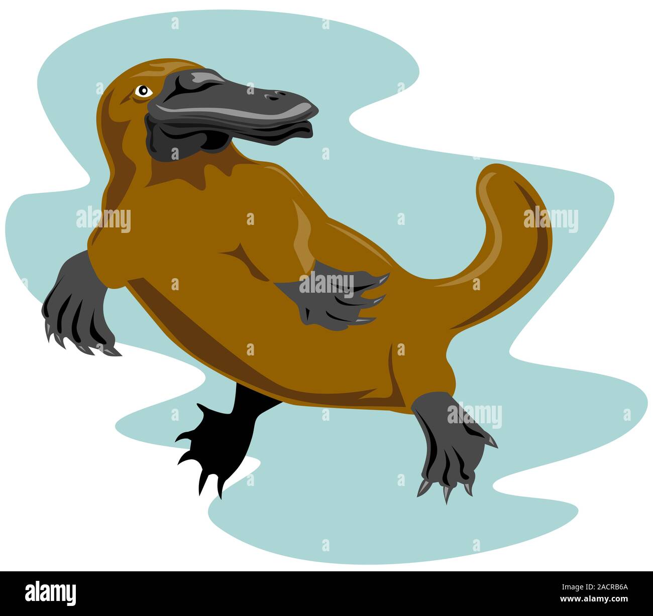 Platypus front view hi-res stock photography and images - Alamy