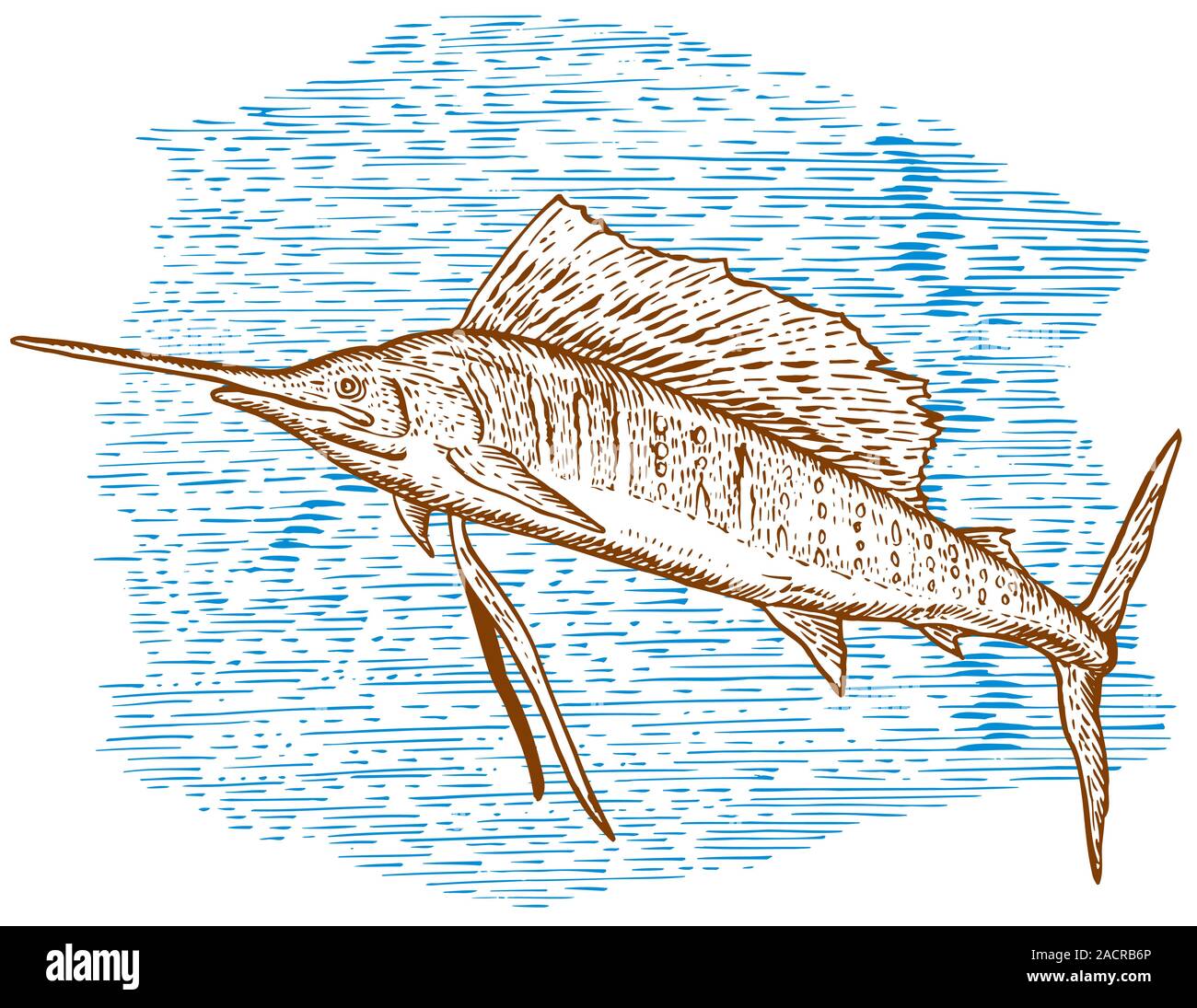 Sailfish Fish Jumping Sketch Stock Photo - Alamy